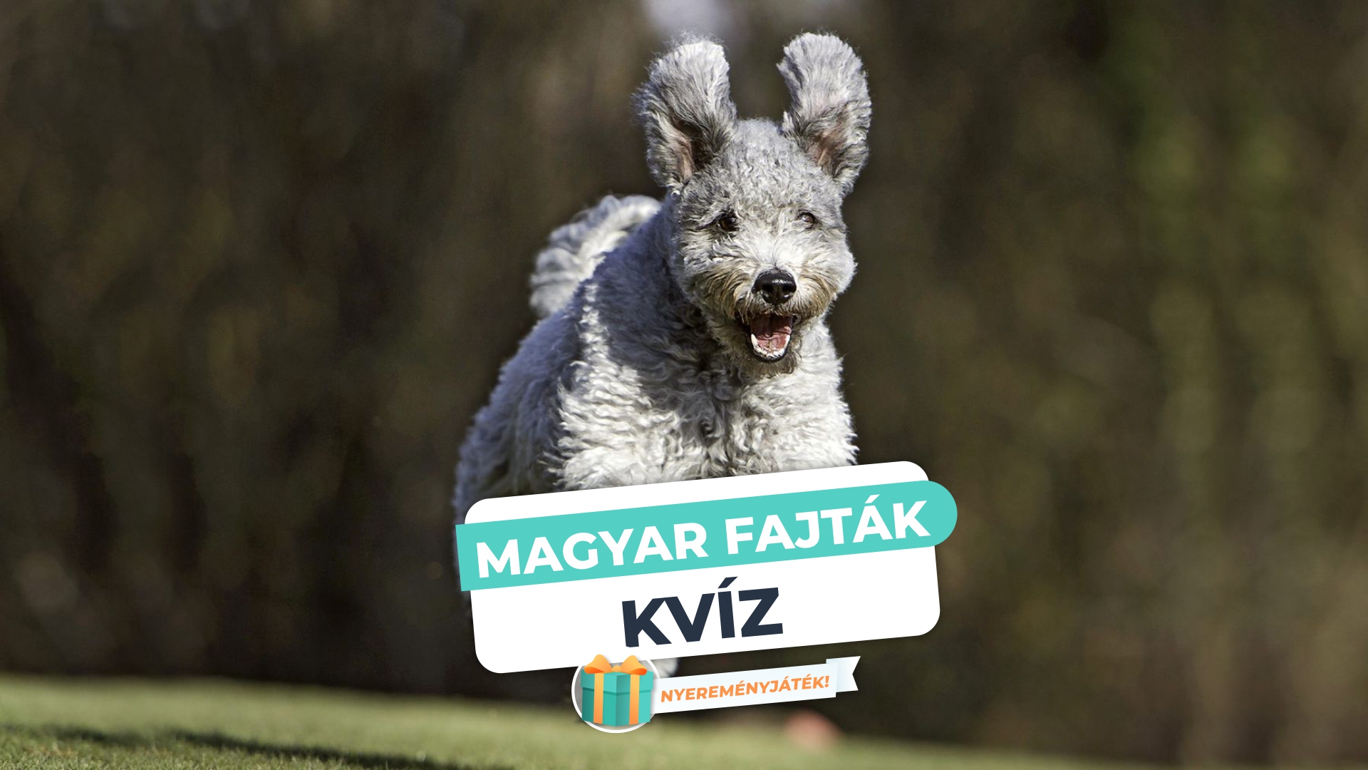 Magyar fajták - Mennyire ismered a magyar őshonos állatfajtákat ...